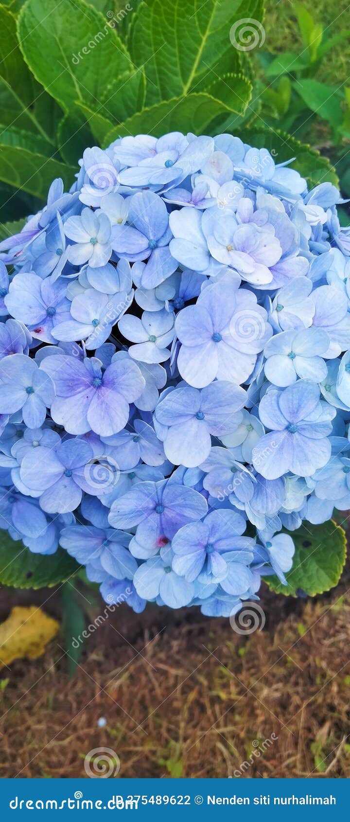 Meaning of blue hydrangea stock photo. Image of proposal - 275489622