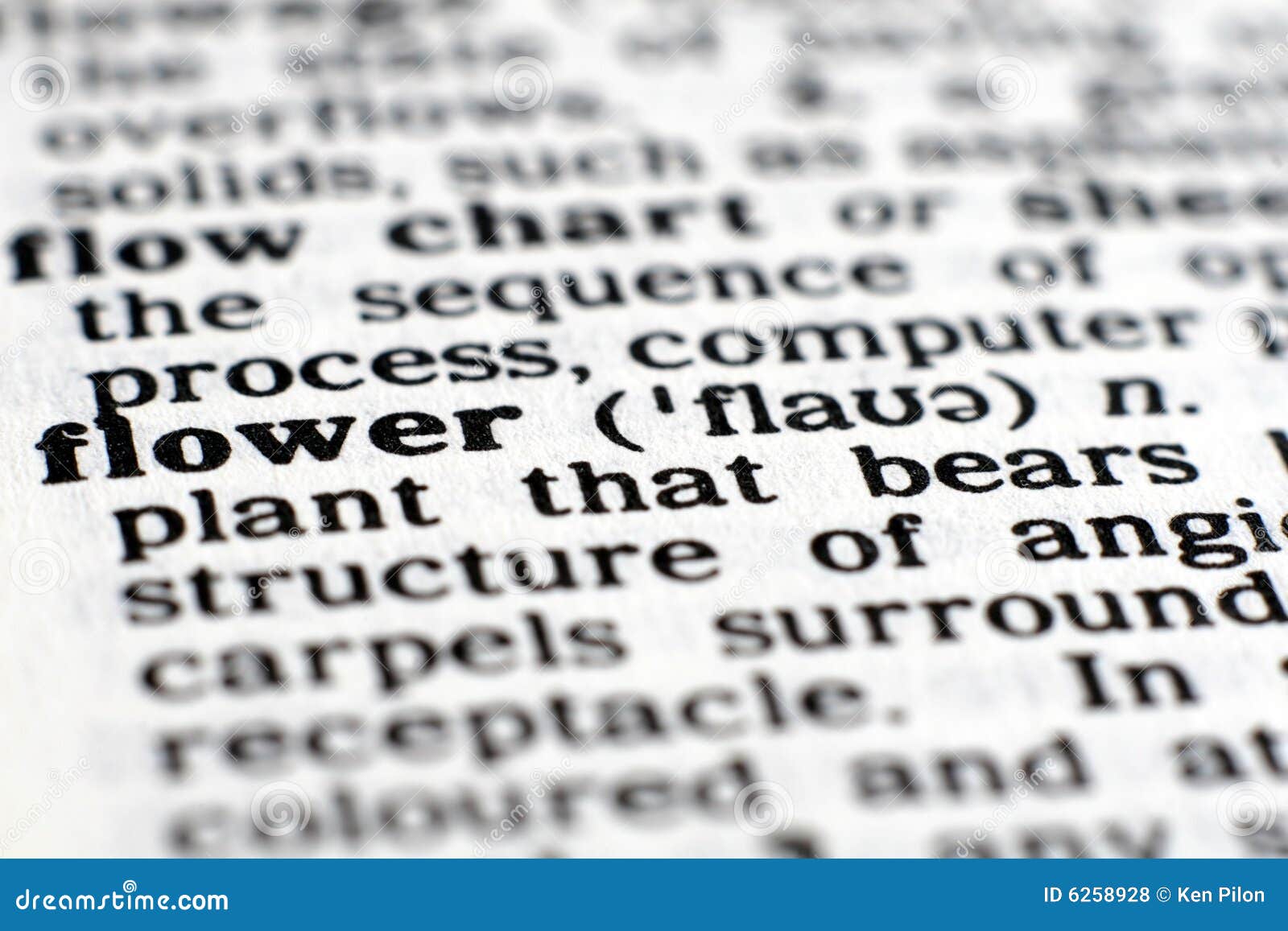 The meaning of Flower stock photo. Image of plants, flower - 6258928