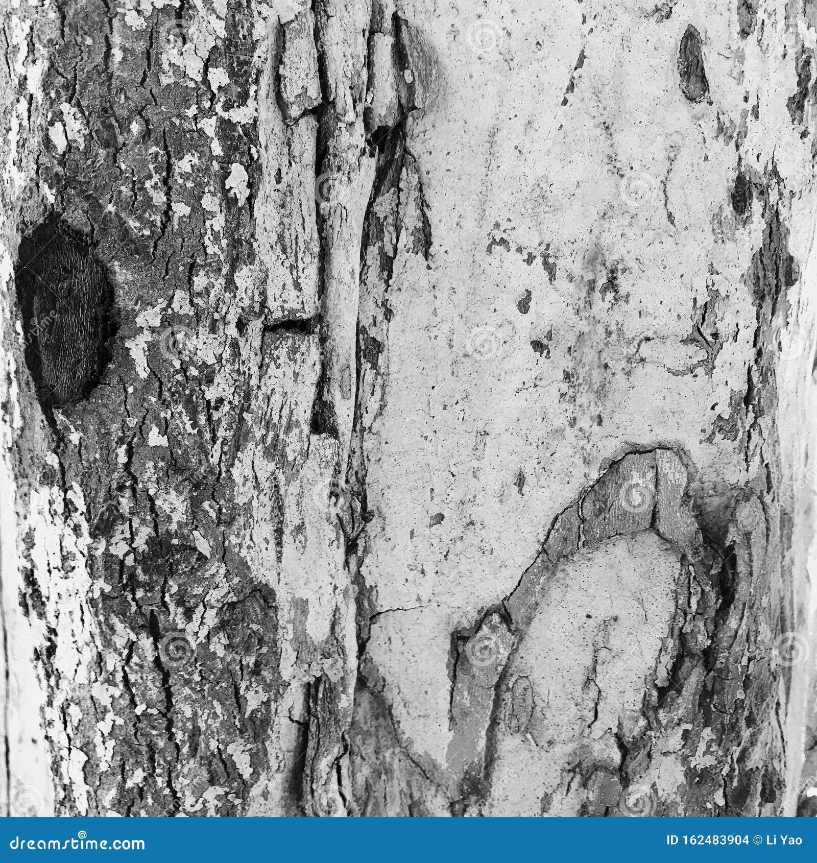 Black and White Photo the Life in the Tree Stock Photo - Image of color ...