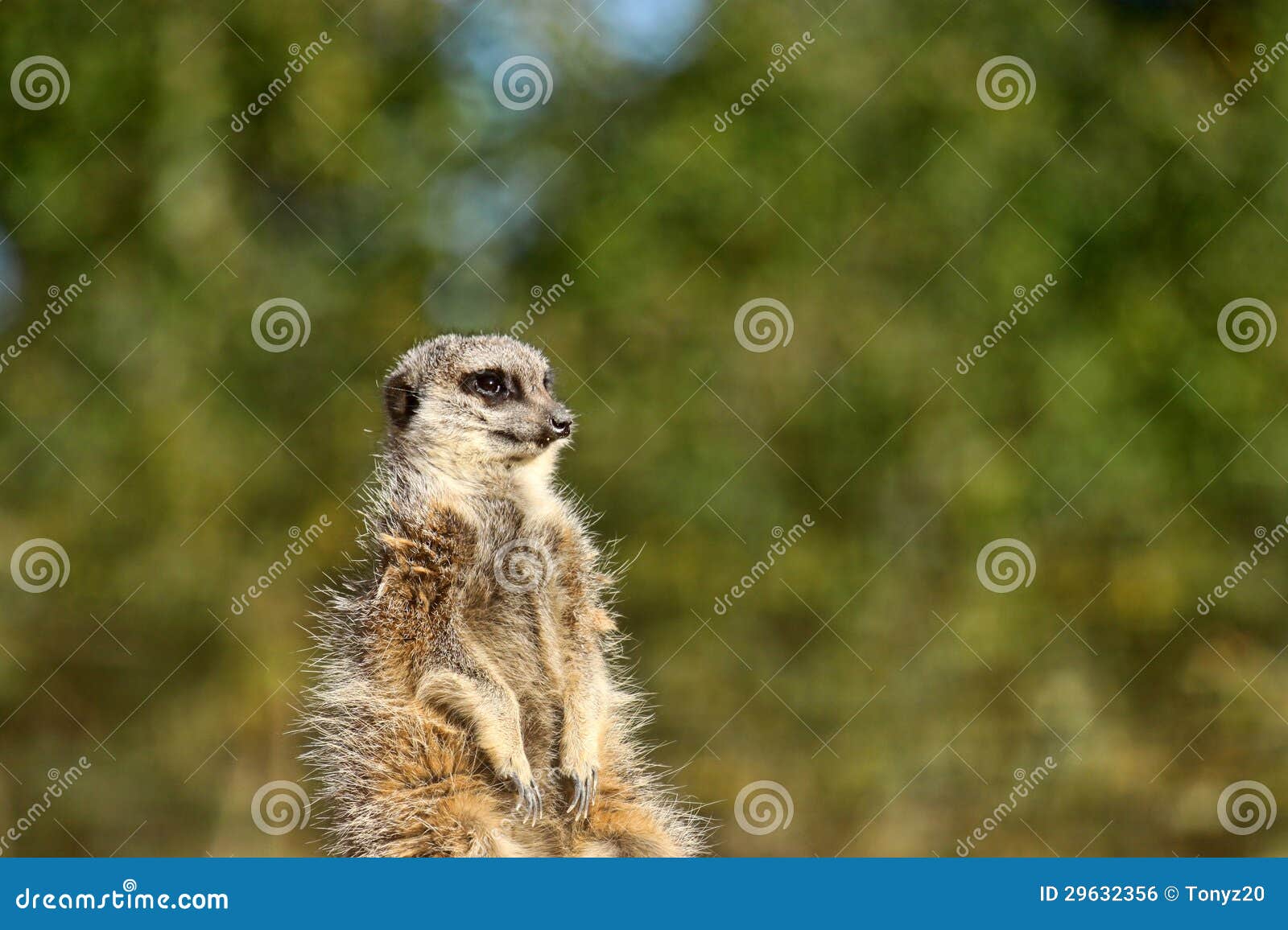 Mear cat stock photo. Image of meerkat, suricatta, alone - 29632356