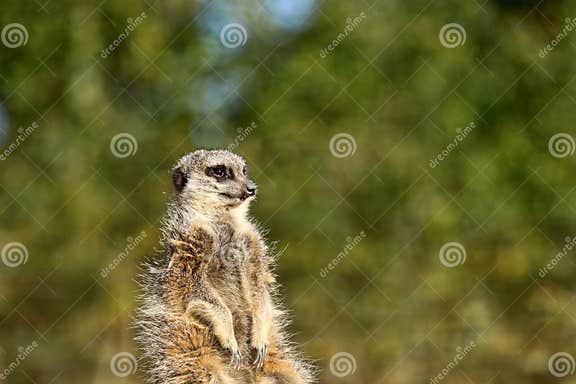 Mear cat stock photo. Image of meerkat, suricatta, alone - 29632356