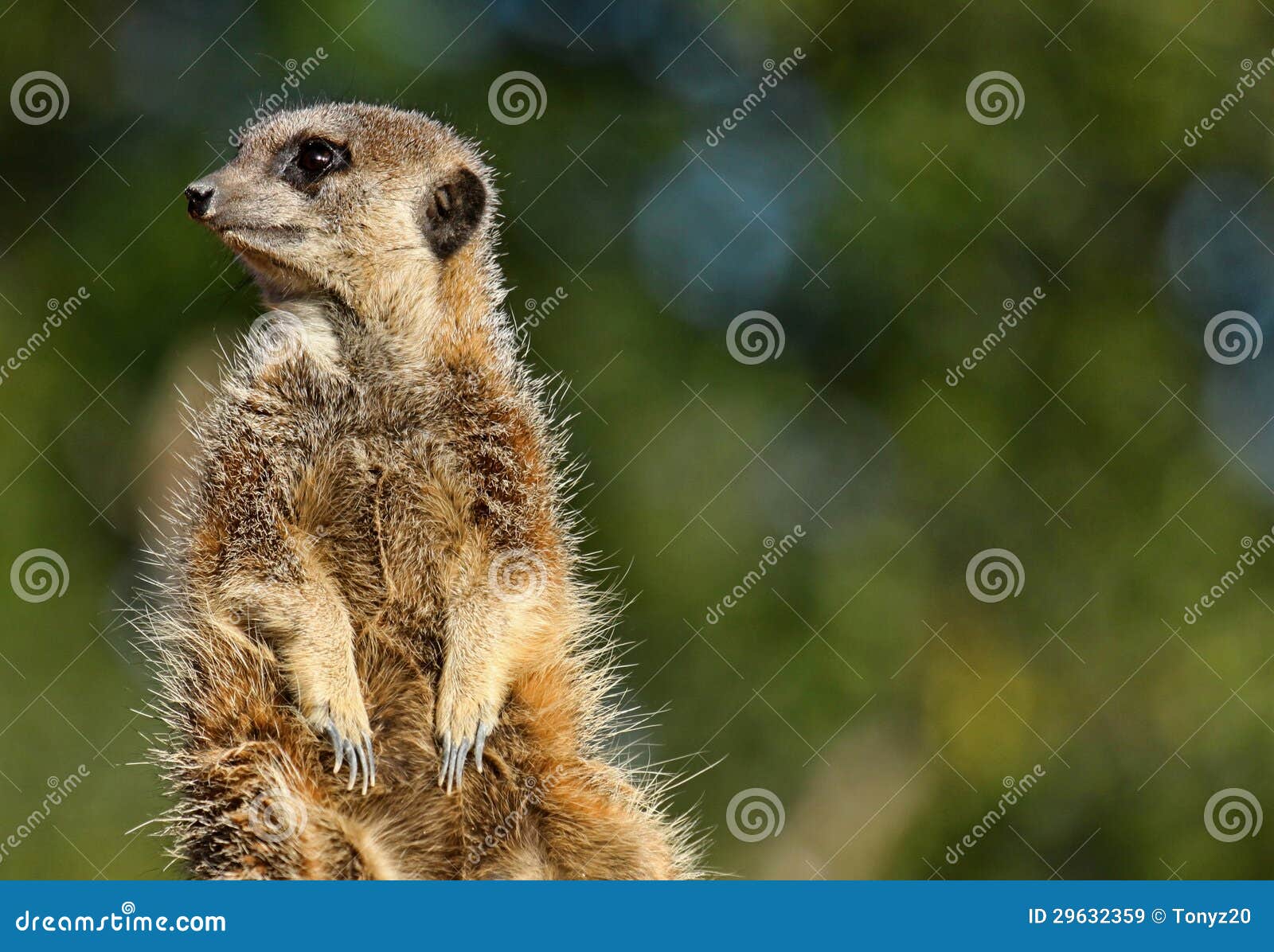 Mear cat stock image. Image of meer, manor, suricata - 29632359