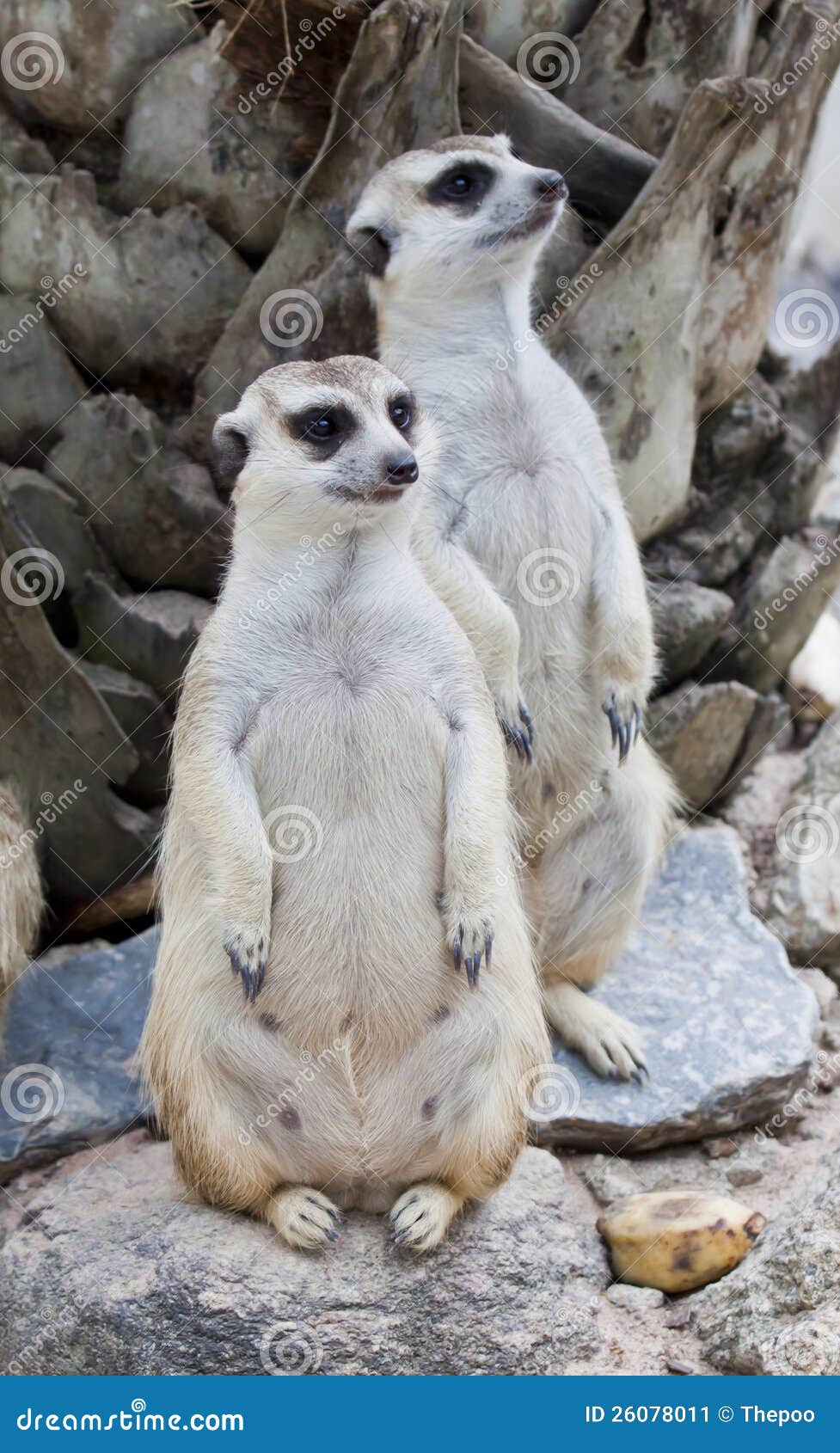 Mears Cat stock image. Image of meerkat, travel, tree - 26078011