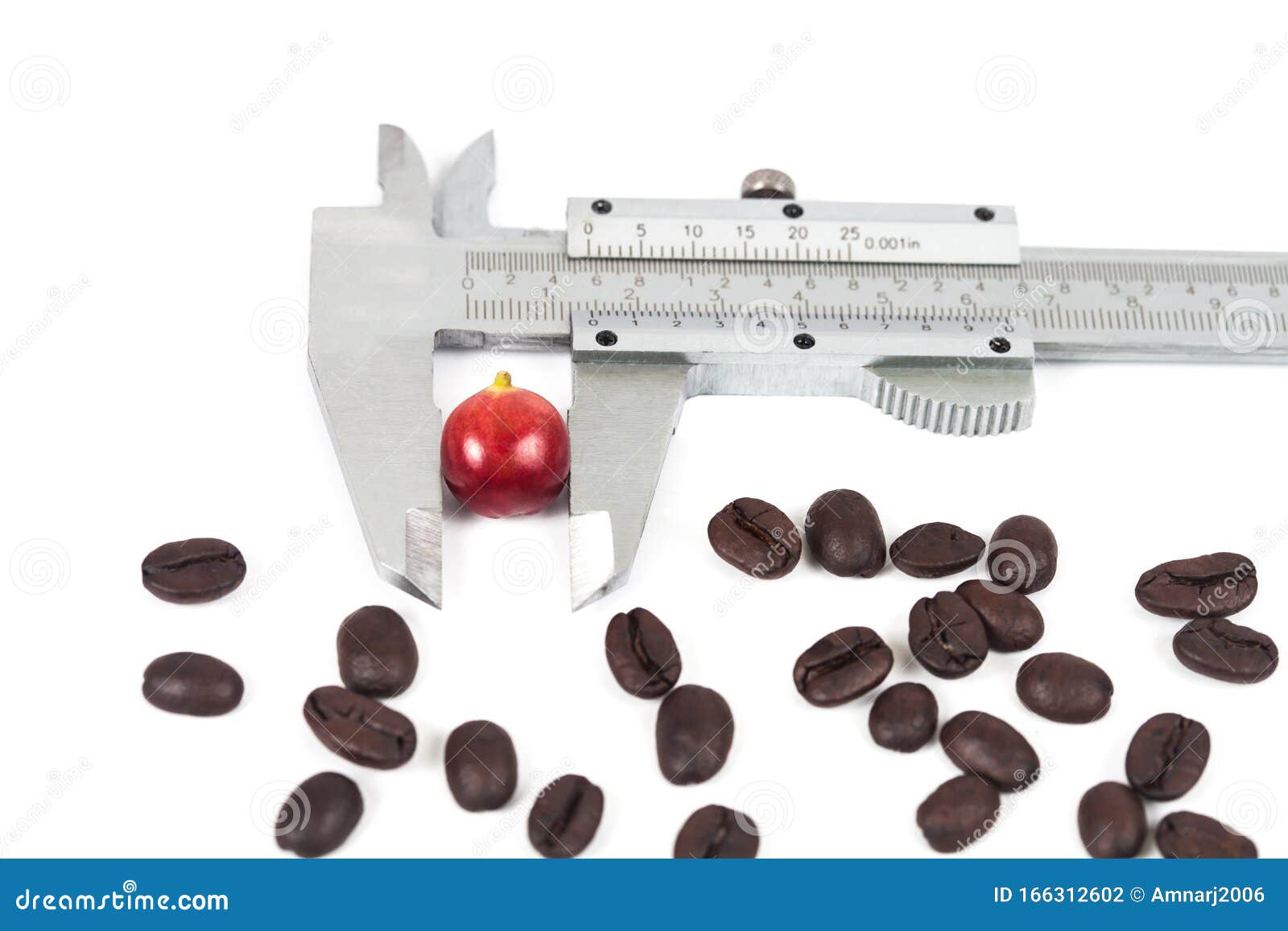 Measure the Coffee Beans ,concept Quality Control Stock Photo - Image ...