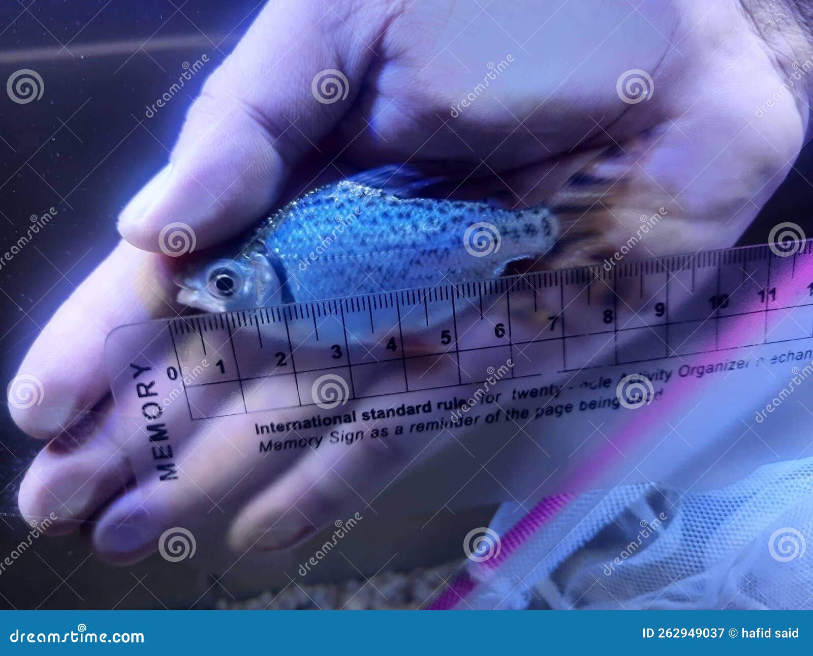 Measure pet fish stock image. Image of fish, measure - 262949037