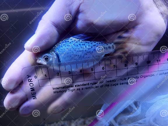 Measure pet fish stock image. Image of fish, measure - 262949037