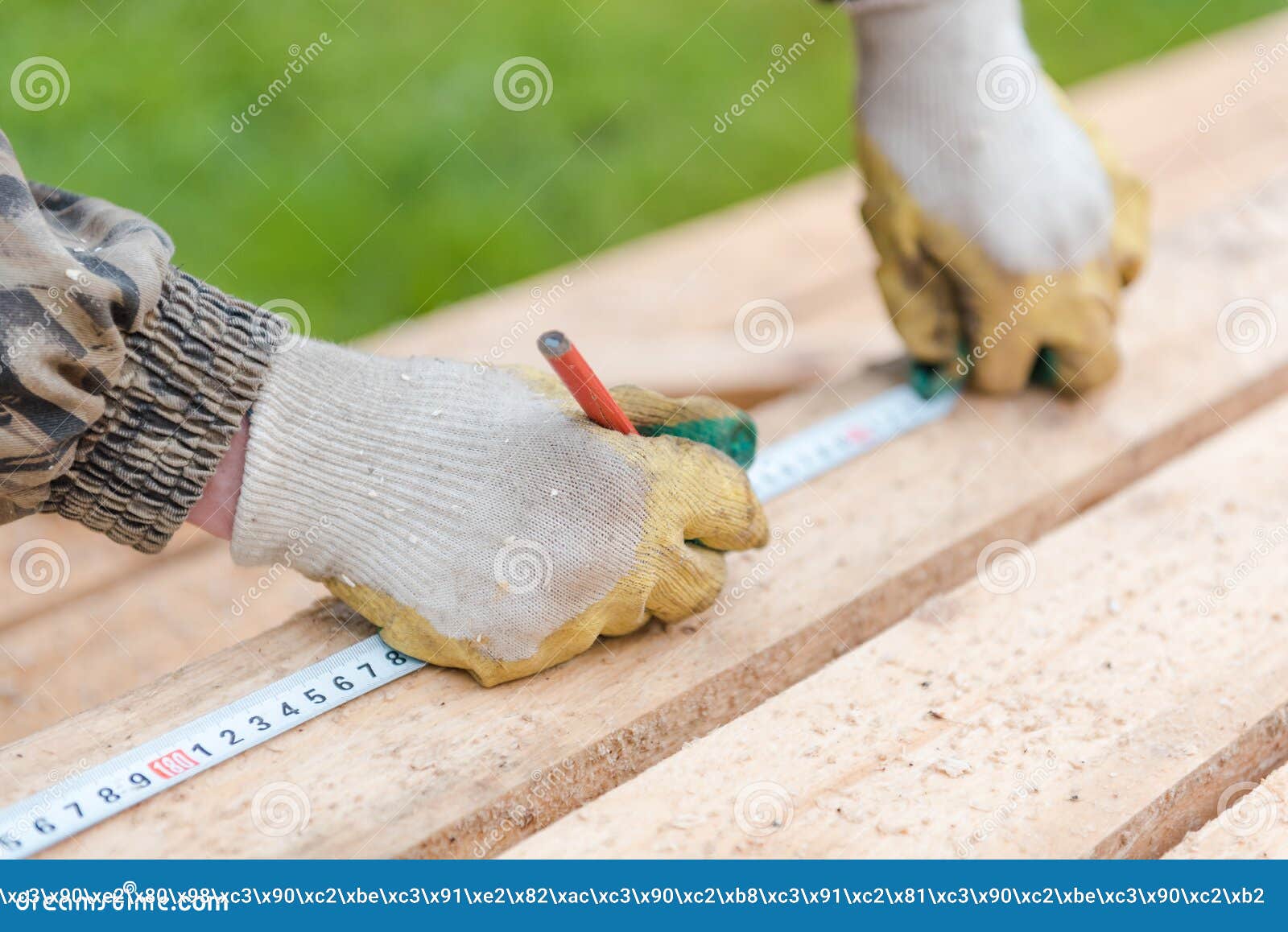 Measure with a Ruler on the Tree. Measure the Distance with a Ruler ...