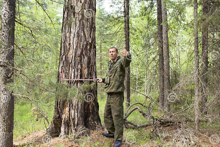 Measuring the Diameter of a Tree Stock Photo - Image of security, rule ...