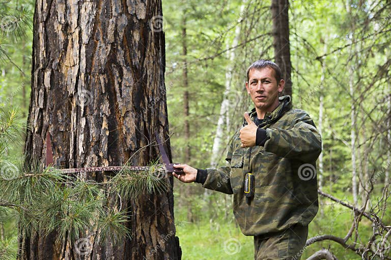 Measuring the Diameter of a Tree Stock Image - Image of ruler ...