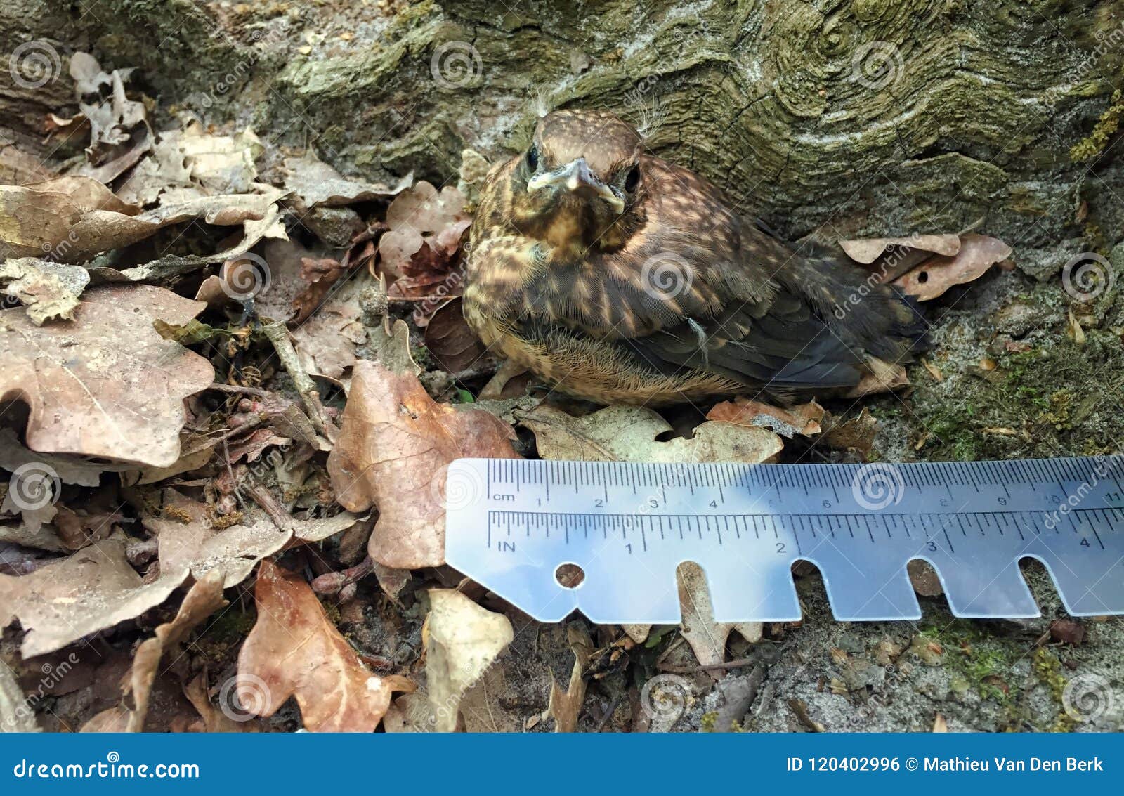 Measurement of a Small Bird Stock Photo - Image of city, leaves: 120402996