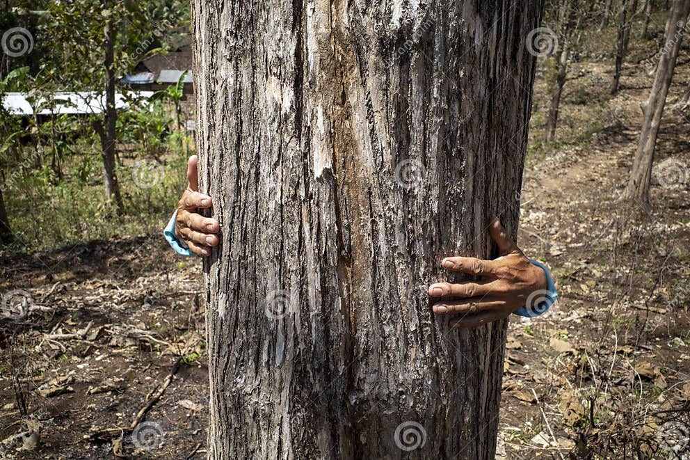 Measuring the Circumference of Teak Tree Trunks, Tectona Grandis, Using ...
