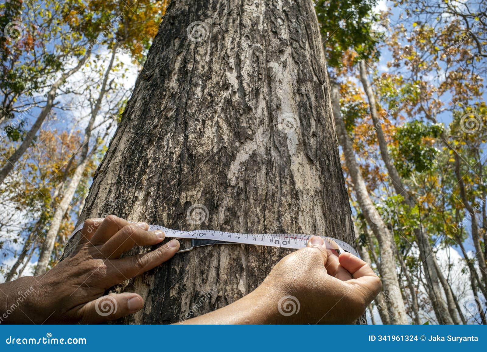 Measuring the Circumference of Teak Tree Trunks, Tectona Grandis, Using ...