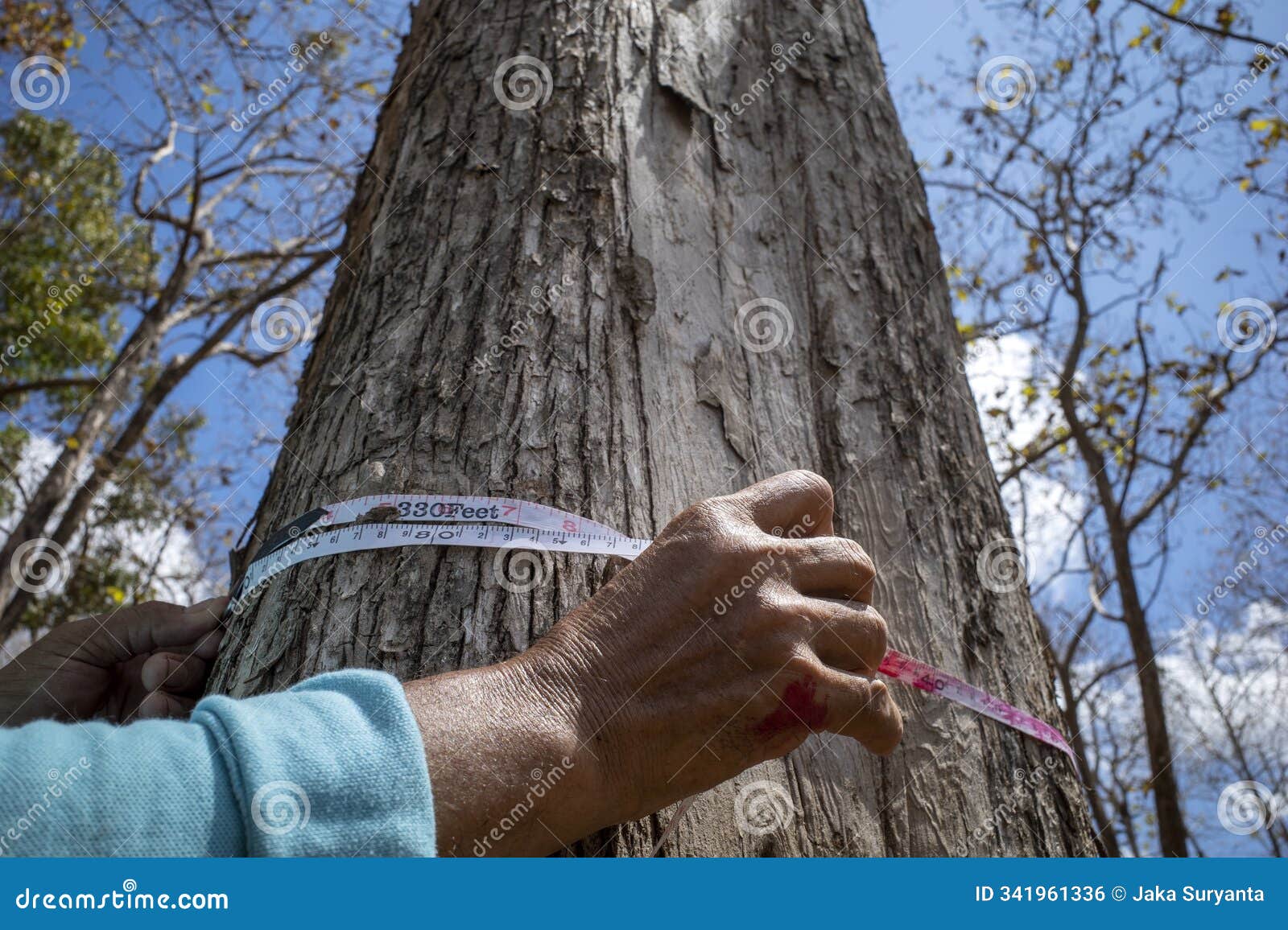 Measuring the Circumference of Teak Tree Trunks, Tectona Grandis, Using ...