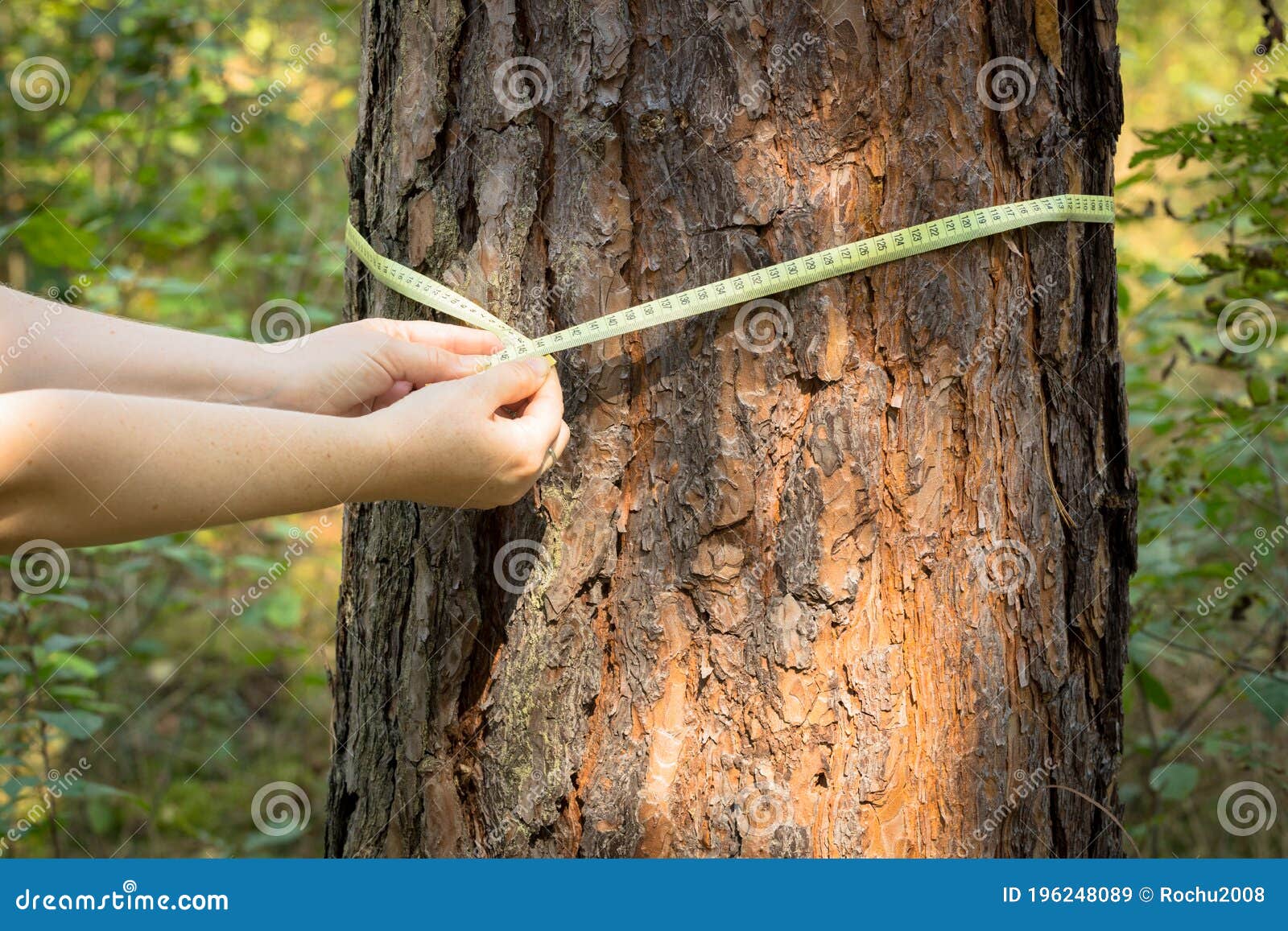 Measuring the Circumference of a Tree with a Meter. the Concept of ...