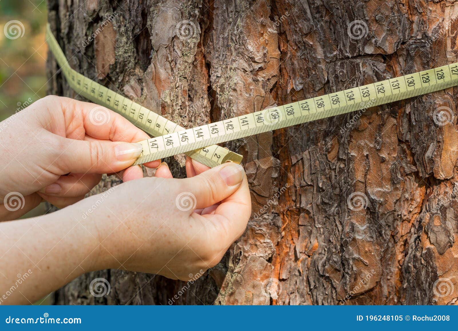 Measuring the Circumference of a Tree with a Meter. the Concept of ...