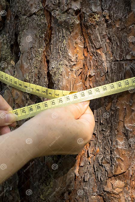 Measuring the Circumference of a Tree with a Meter. the Concept of ...