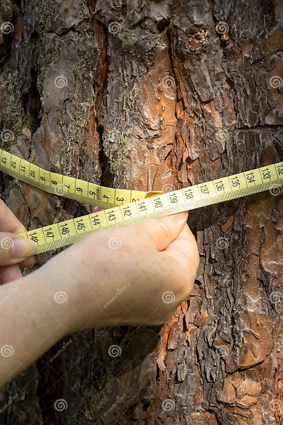 Measuring the Circumference of a Tree with a Meter. the Concept of ...
