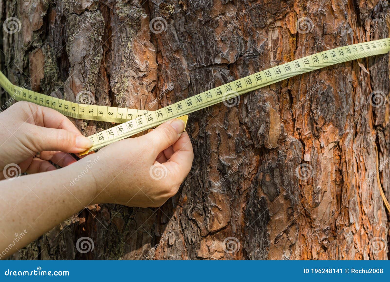 Measuring the Circumference of a Tree with a Meter. the Concept of ...