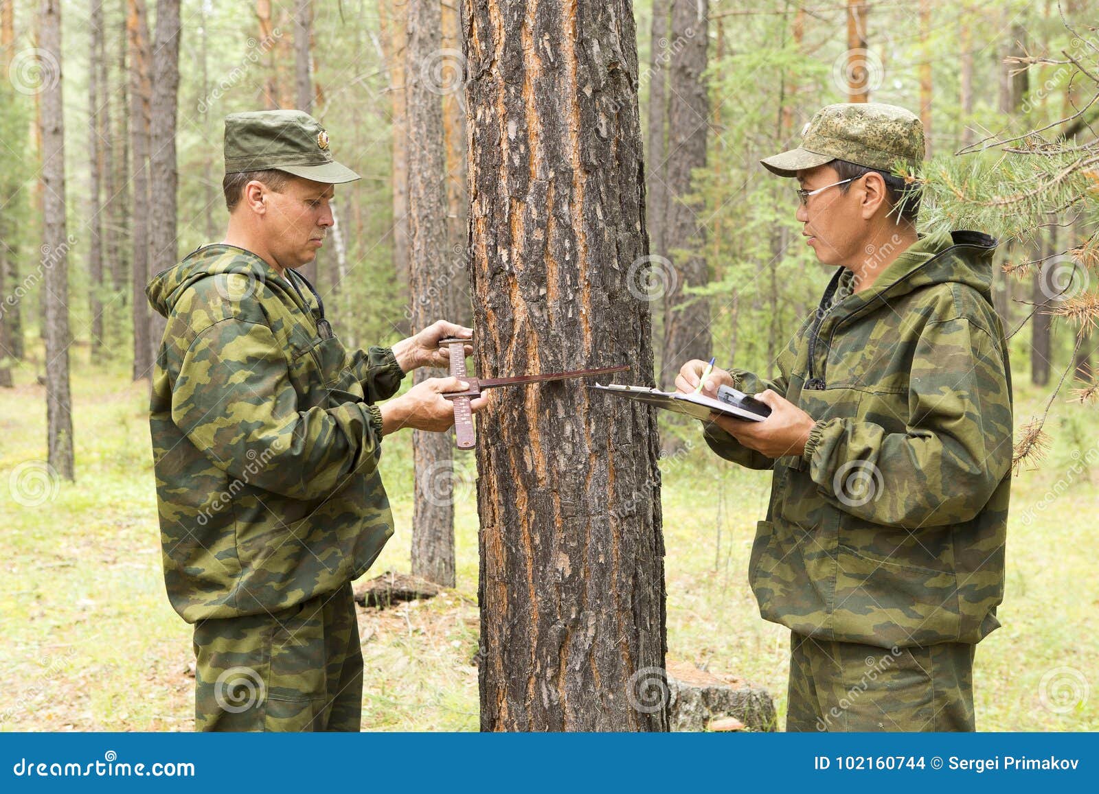 Measuring the Diameter of a Tree Stock Photo - Image of siberia ...