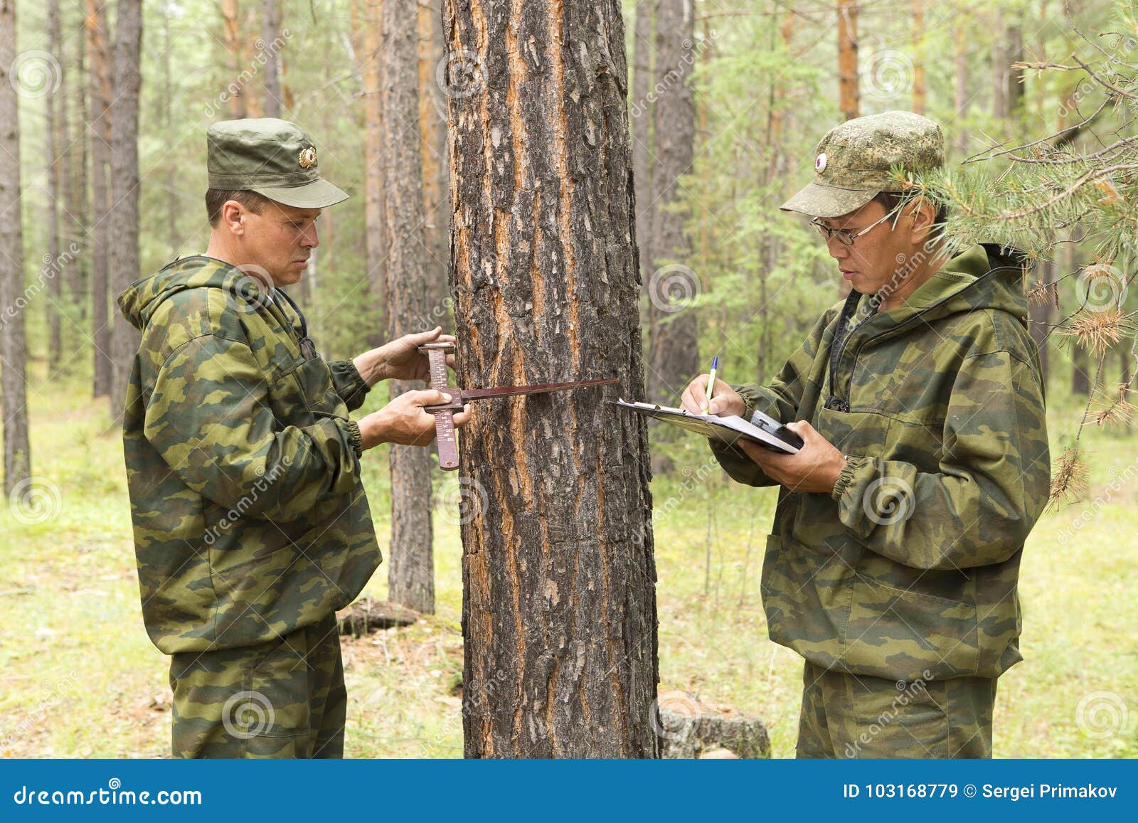 Measuring the Diameter of a Tree Stock Image - Image of alive ...