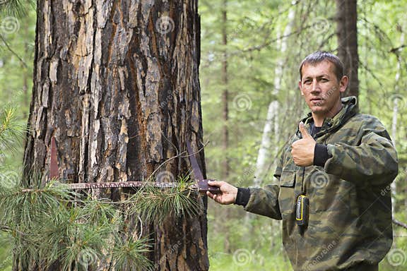 Measuring the Diameter of a Tree Stock Image - Image of measuring ...