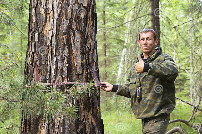 Measuring the Diameter of a Tree Stock Image - Image of firewood ...