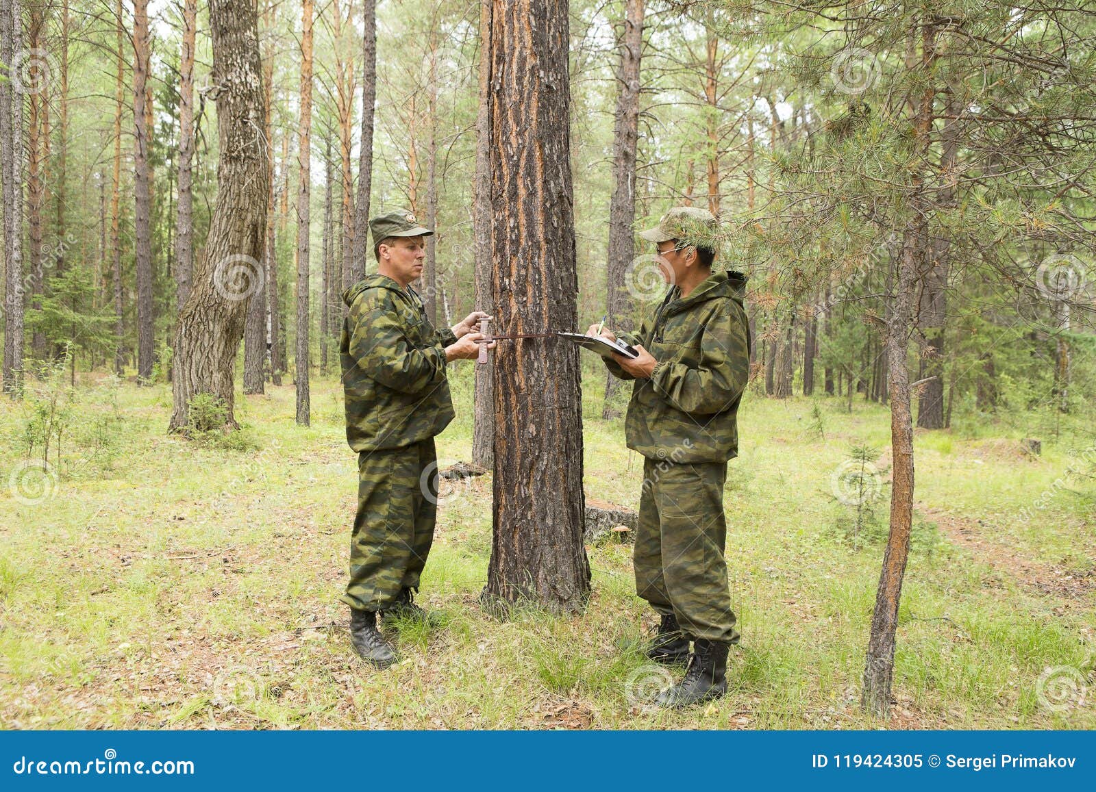 Measuring the Diameter of a Tree Stock Image - Image of outdoors ...