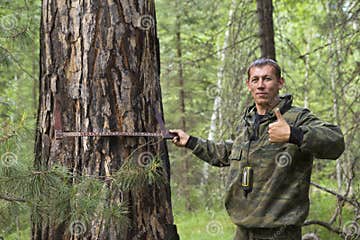Measuring the Diameter of a Tree Stock Photo - Image of counting ...
