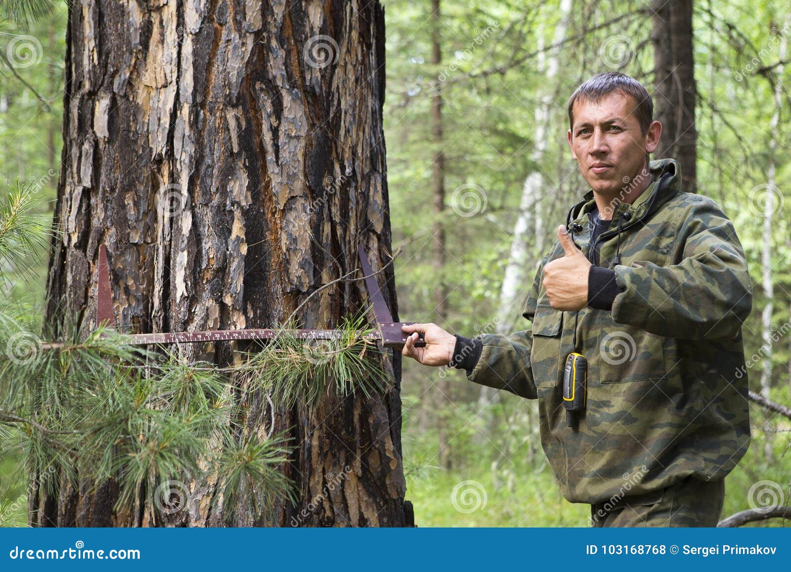 Measuring the Diameter of a Tree Stock Photo - Image of firewood, raid ...
