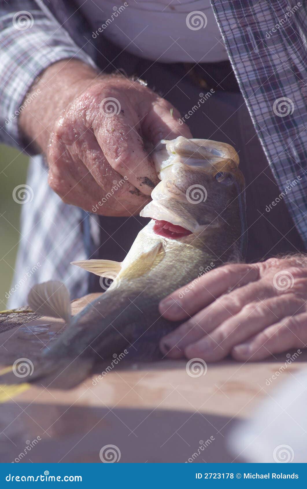 Measuring A Fish Picture. Image: 2723178