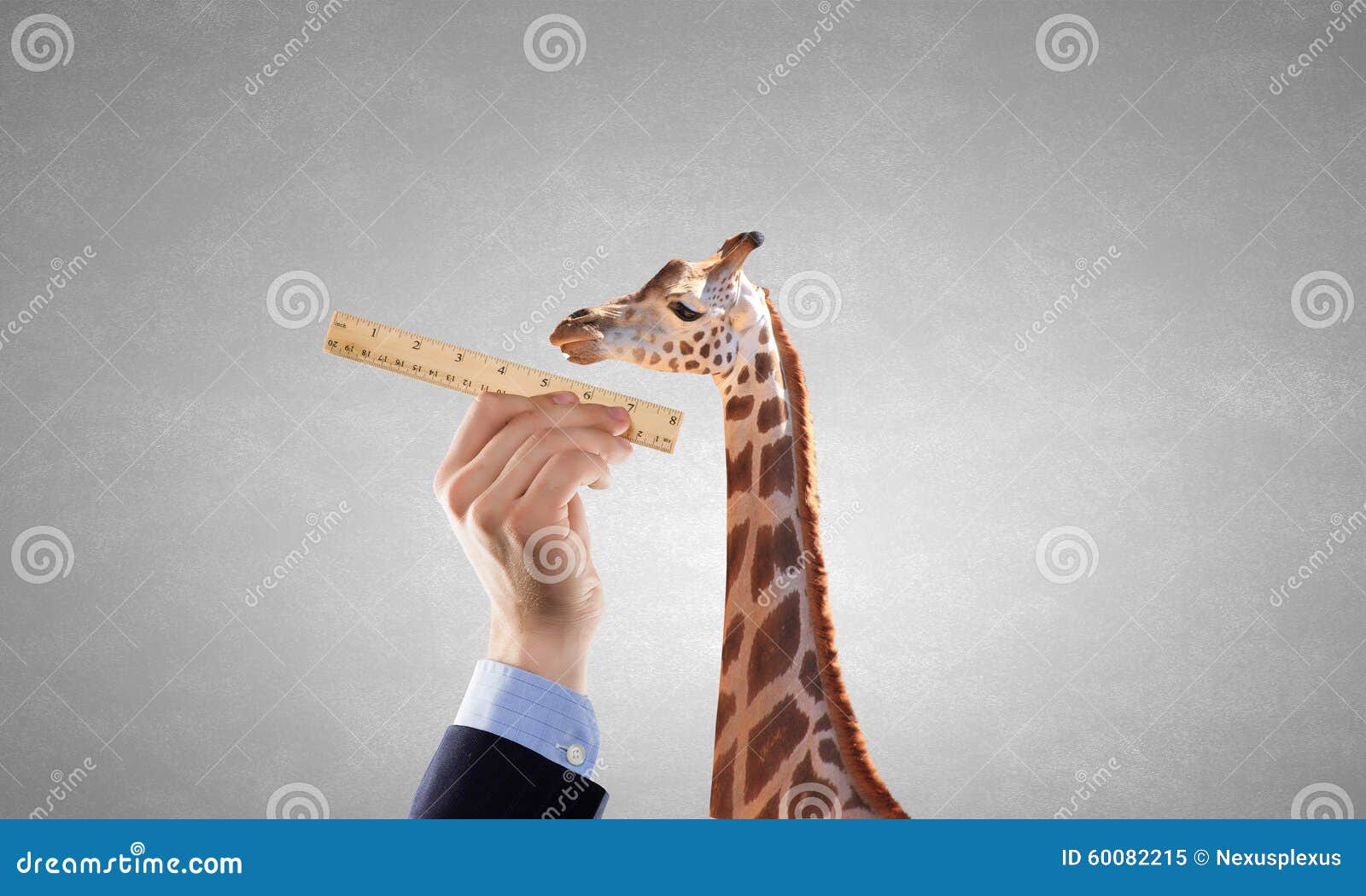 Measuring giraffe stock image. Image of metre, growing - 60082215