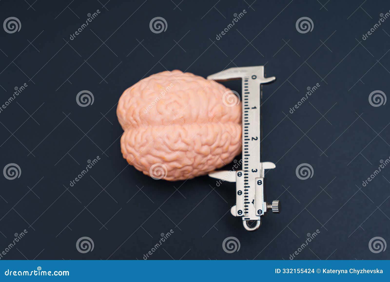 Measuring Human Brain Model with Caliper Tool on Black Background Stock ...