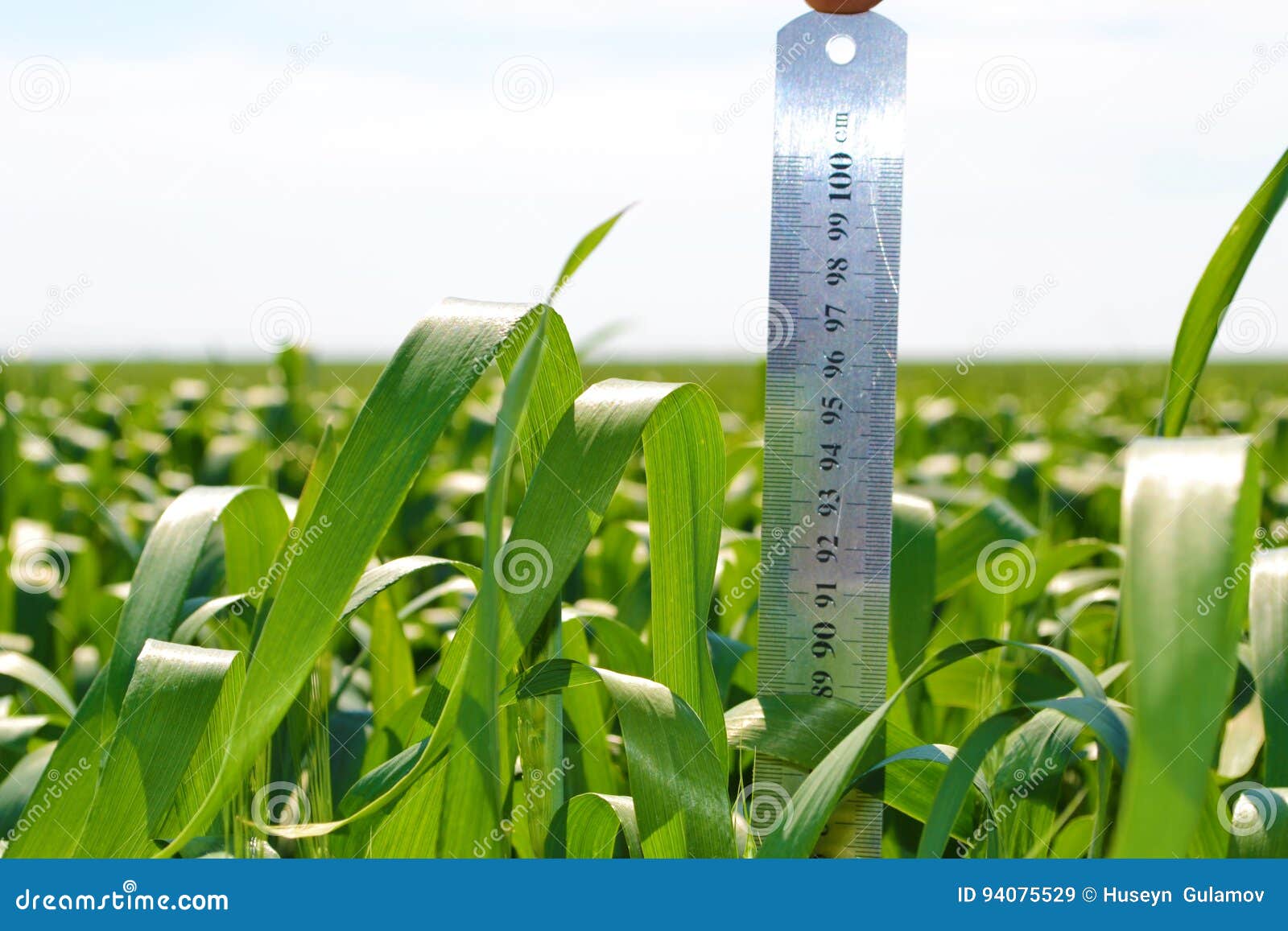 Measuring the Length of the Grass Stock Image - Image of success, soil ...