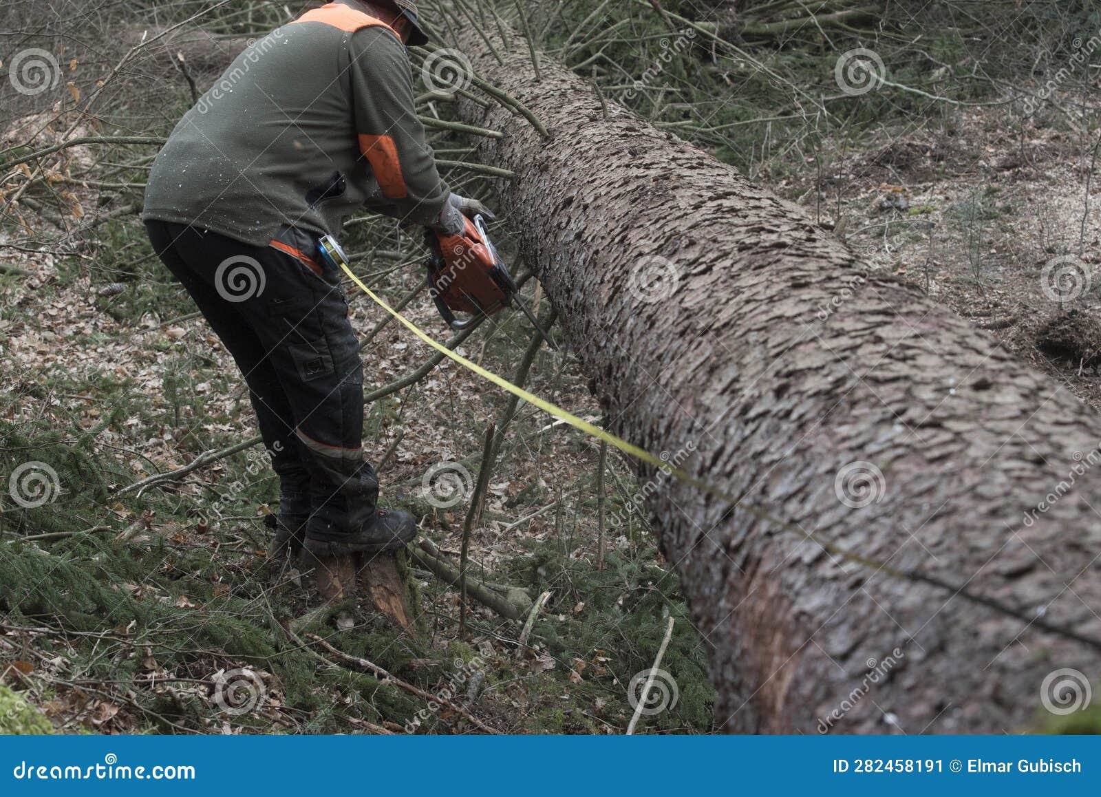 Measuring the Log after Tree Felling Stock Image - Image of felling ...