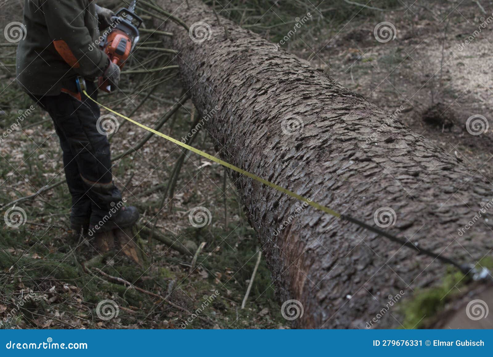 Measuring the Log after Tree Felling Stock Image - Image of land ...