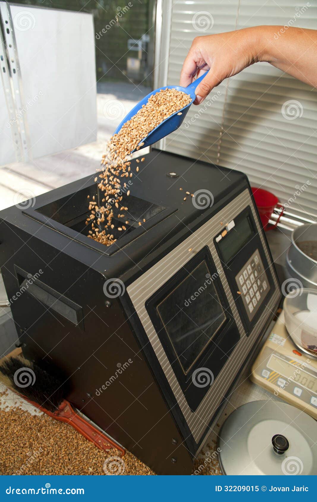 Measuring of Moisture in Wheat Grains Stock Image - Image of food ...
