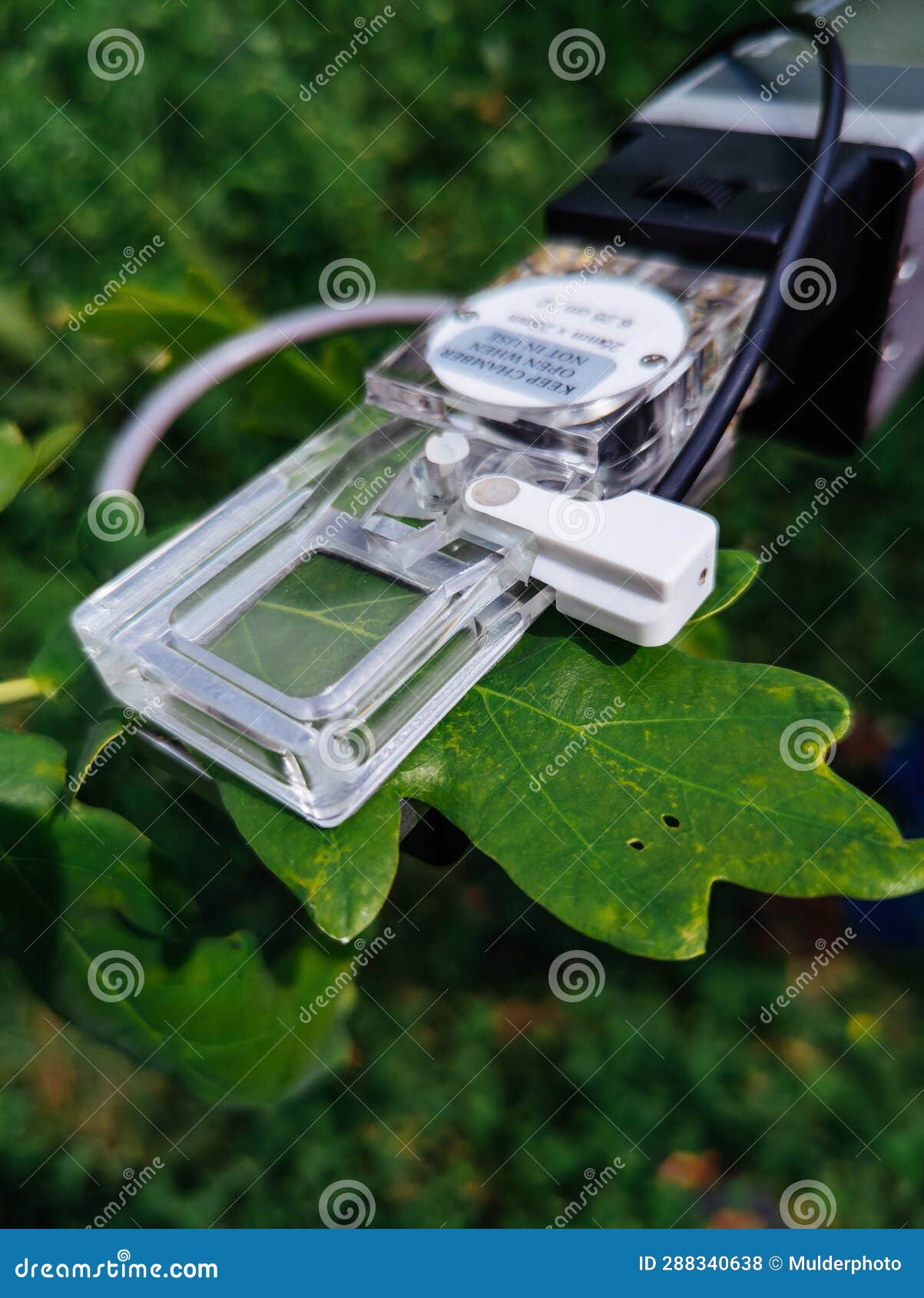 Measuring Plant Photosynthesis by Using Portable Device Stock Photo ...