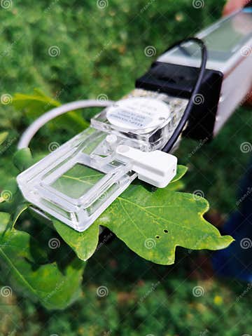 Measuring Plant Photosynthesis by Using Portable Device Stock Photo ...