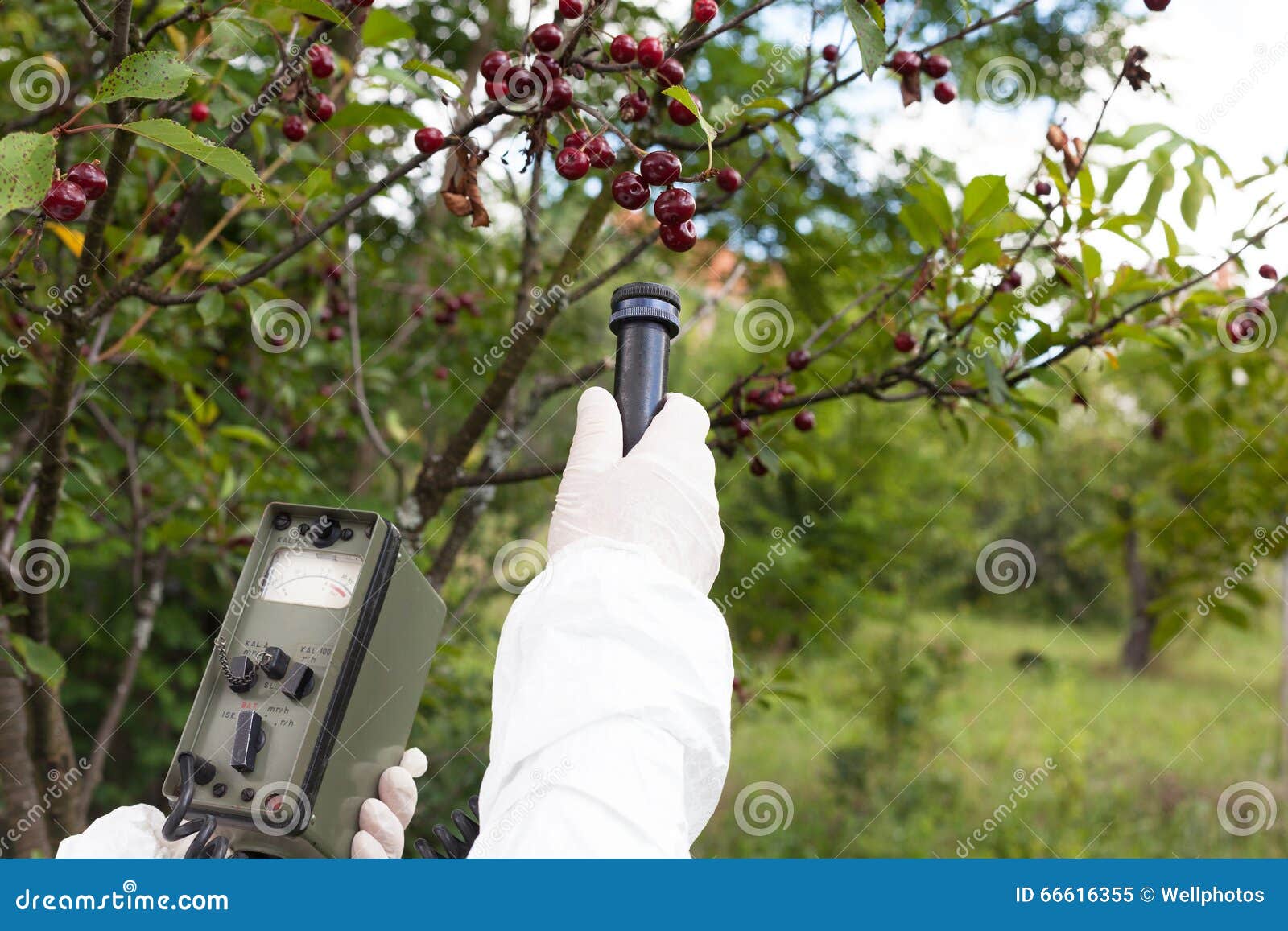 Measuring Radiation Levels of Fruits Stock Image - Image of counter ...