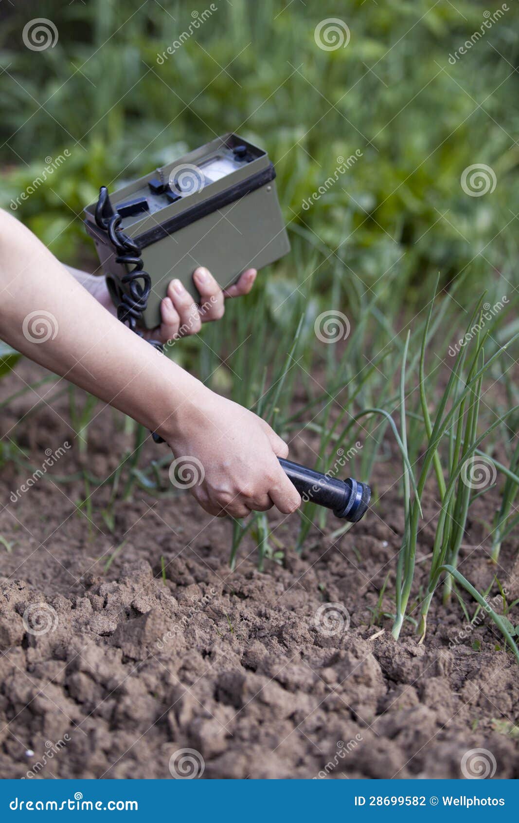 Measuring Radiation Levels of Onions Stock Photo - Image of food ...