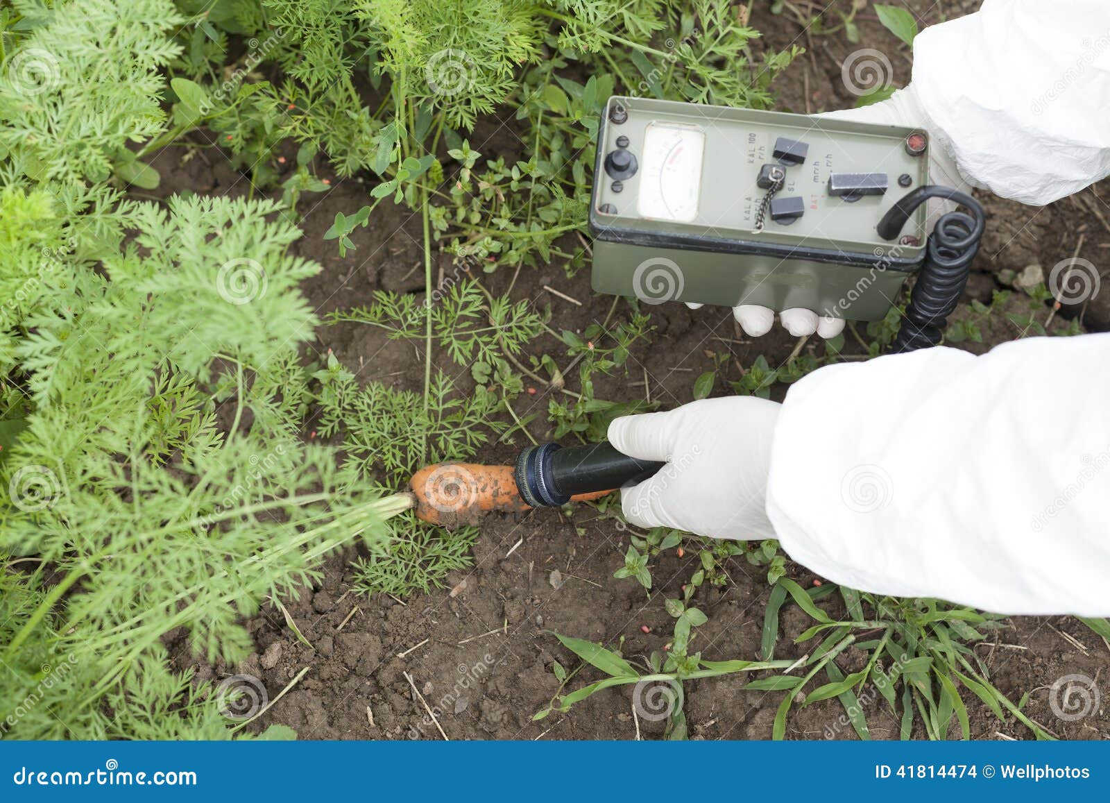 Measuring Radiation Levels of Vegetable Stock Photo - Image of glove ...