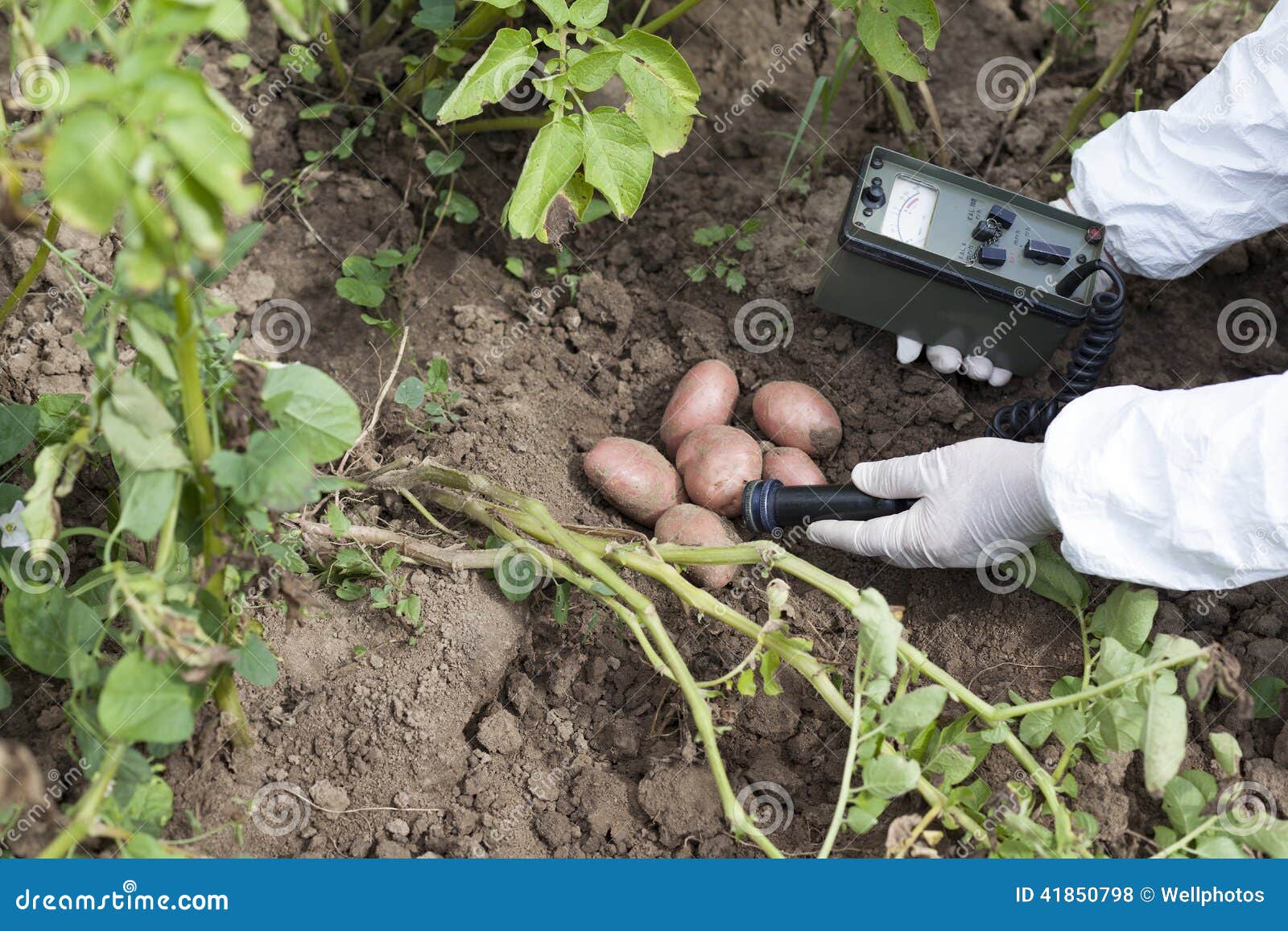 Measuring Radiation Levels of Vegetable Stock Photo - Image of soil ...