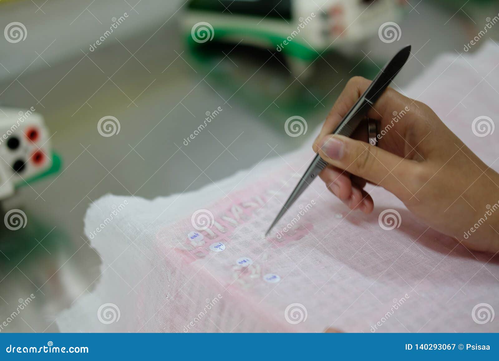 Measuring Rice Grain Seed Length in Lab Stock Image - Image of rice ...