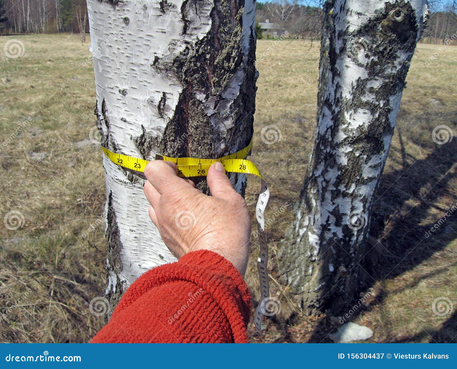 Measuring the tree 2 stock image. Image of measuring - 156304437