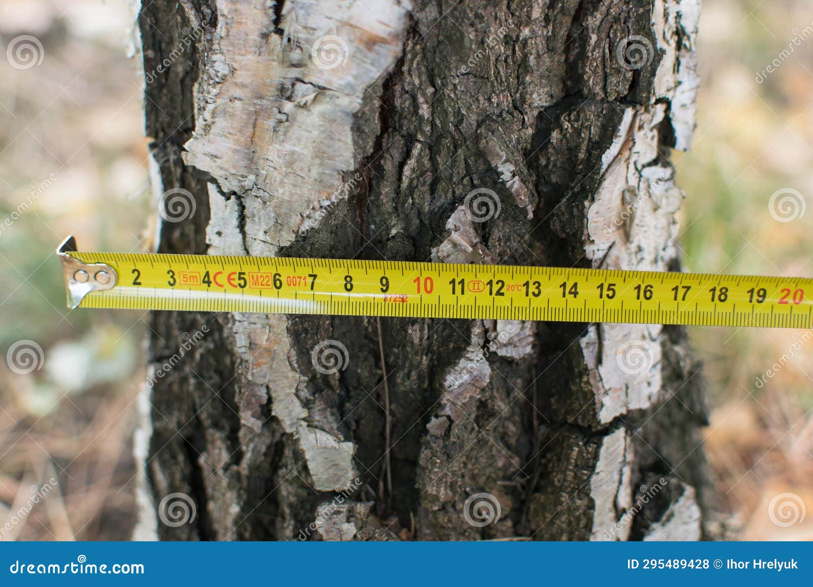 Measuring Trees, a Tree Measured with a Ruler Stock Photo - Image of ...