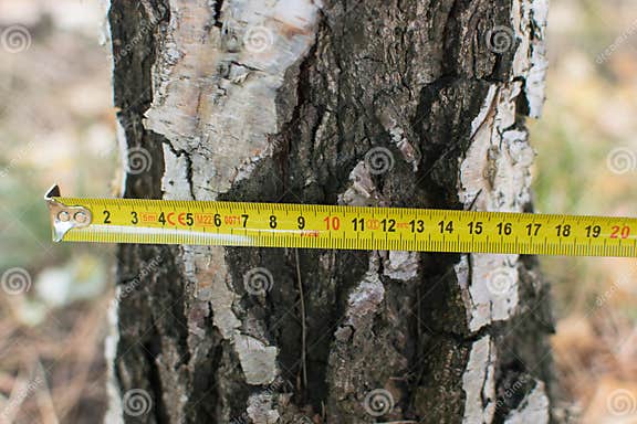 Measuring Trees, a Tree Measured with a Ruler Stock Photo - Image of ...
