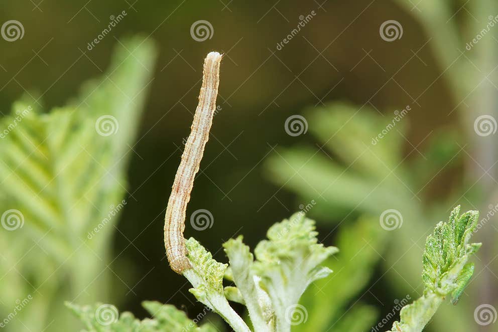 Measuring worm stock photo. Image of life, cankerworm - 41231268