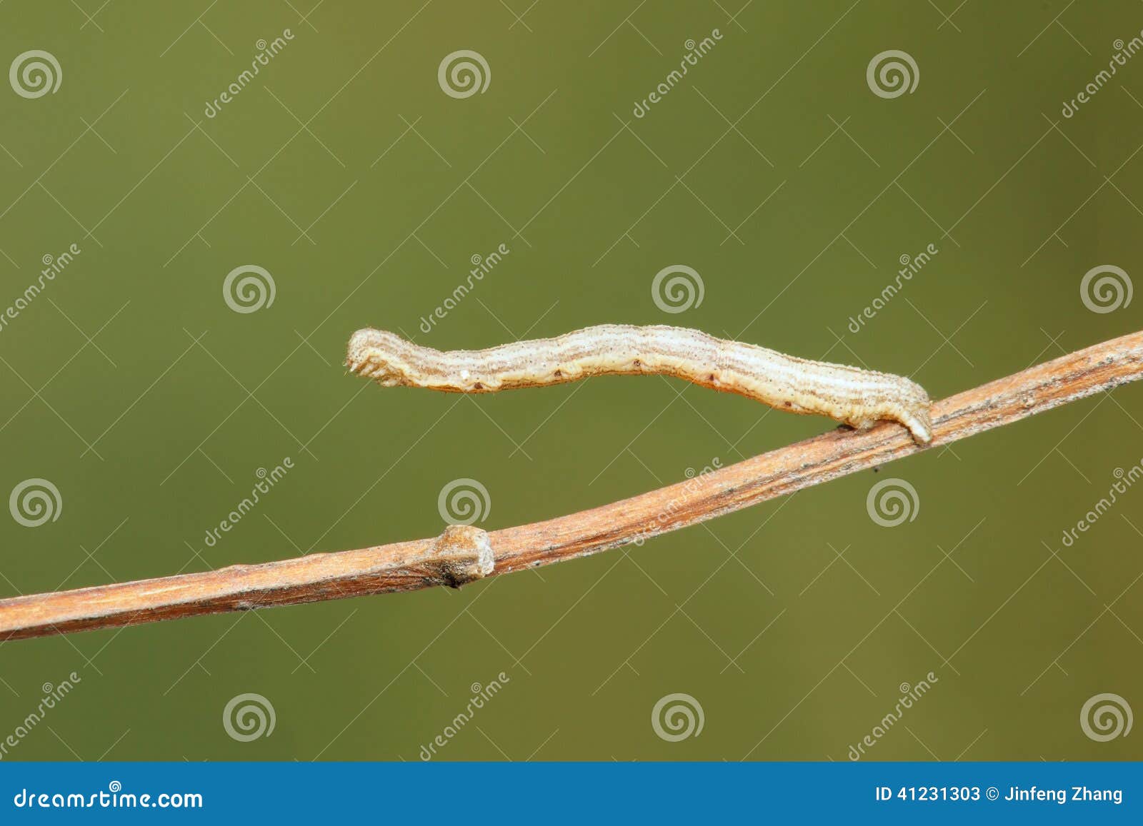 Measuring worm stock image. Image of moth, insects, cankerworm - 41231303