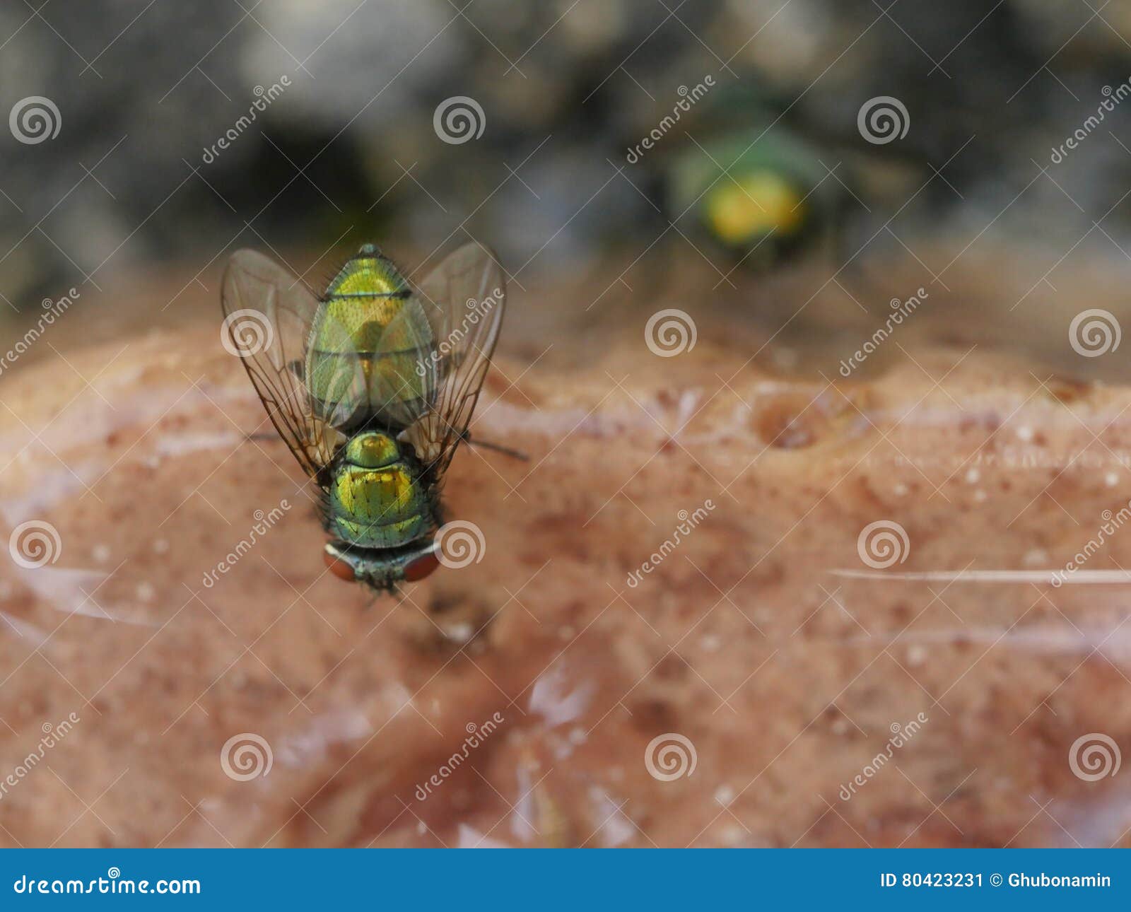 Meat fly stock image. Image of germ, meal, blow, insect - 80423231