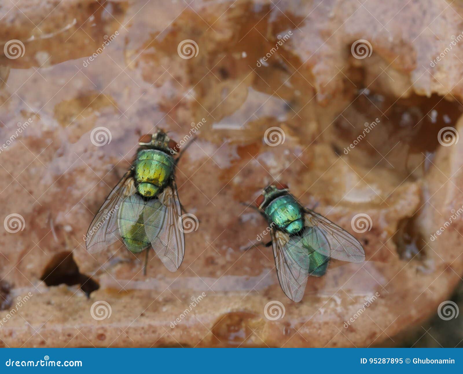 Meat fly stock image. Image of cholera, background, health - 95287895